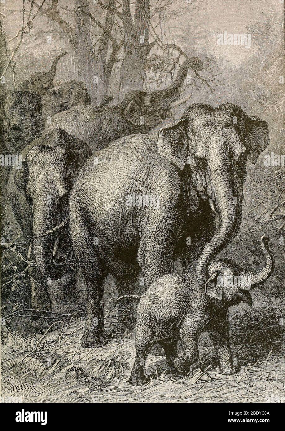 19th century indian elephant hi-res stock photography and images - Alamy