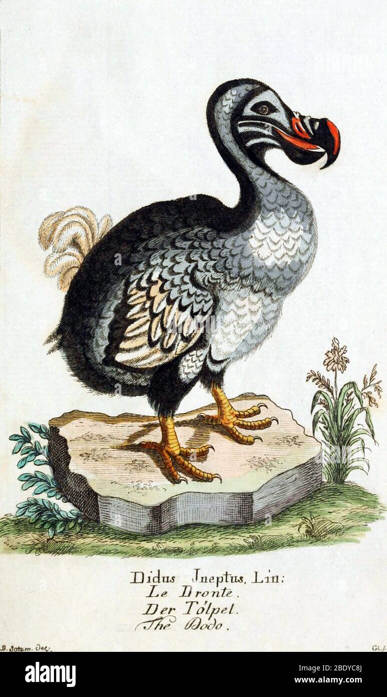 Aves dodo hi-res stock photography and images - Alamy