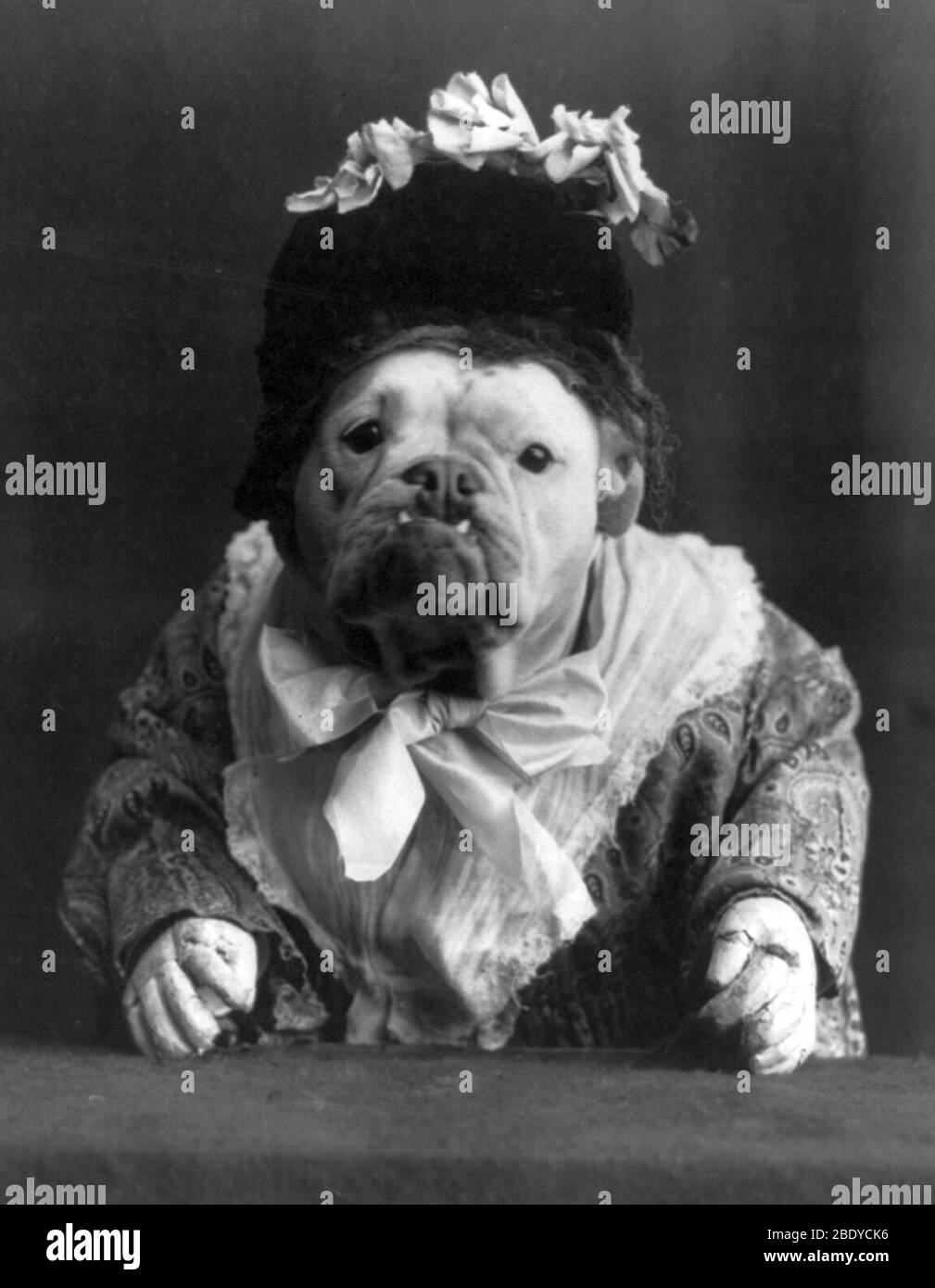 Fashion bonnet Black and White Stock Photos & Images - Alamy