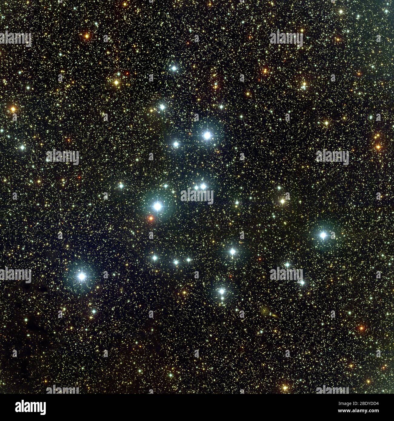 Open Star Cluster, M39, NGC 7092 Stock Photo - Alamy