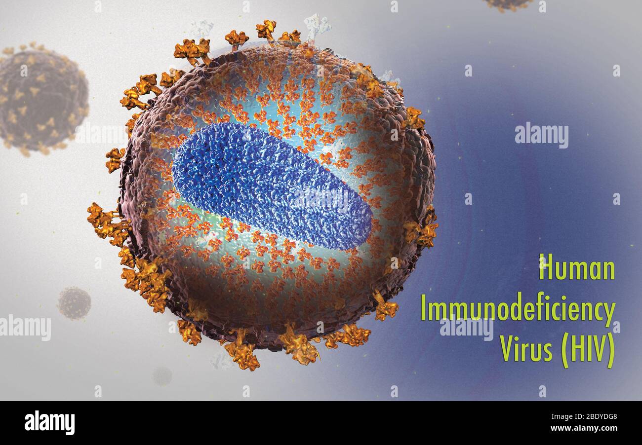 HIV Structure, Illustration Stock Photo - Alamy