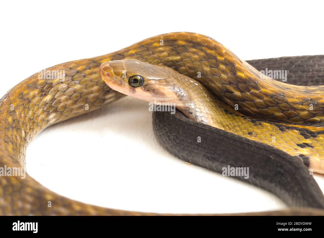 Coelognathus flavolineatus, the black copper rat snake or yellow striped snake, isolated on ...