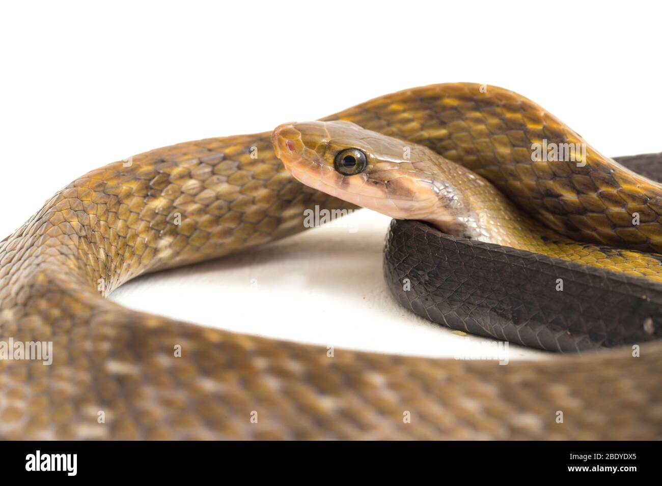 Coelognathus flavolineatus, the black copper rat snake or yellow striped snake, isolated on ...