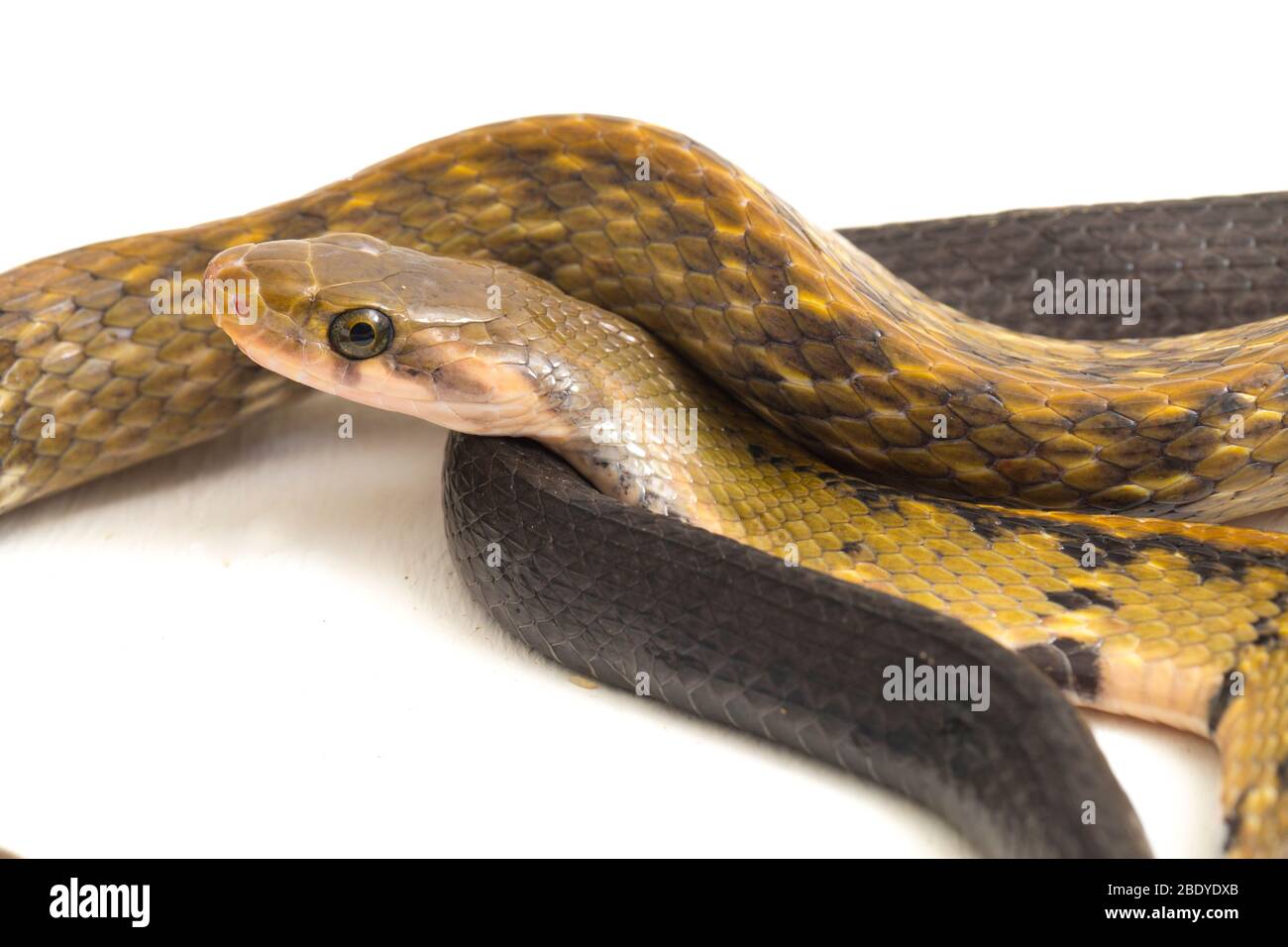 Coelognathus flavolineatus, the black copper rat snake or yellow striped snake, isolated on ...