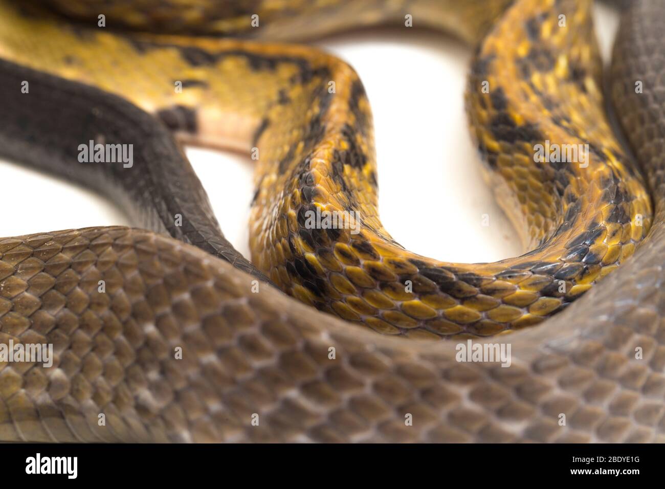 Coelognathus flavolineatus, the black copper rat snake or yellow striped snake, isolated on ...