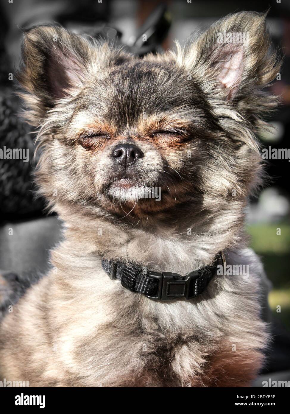 Cute and handsome dog Stock Photo - Alamy