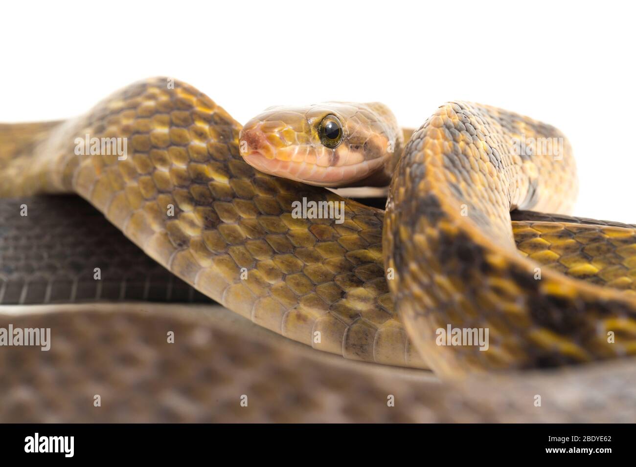 Coelognathus flavolineatus, the black copper rat snake or yellow striped snake, isolated on ...