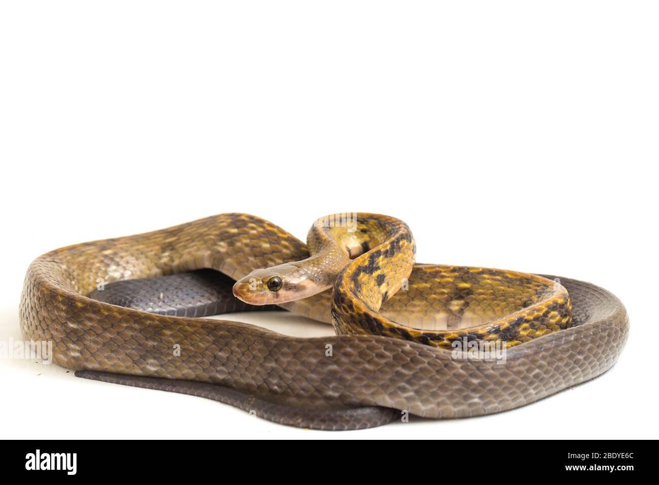 Coelognathus flavolineatus, the black copper rat snake or yellow striped snake, isolated on ...