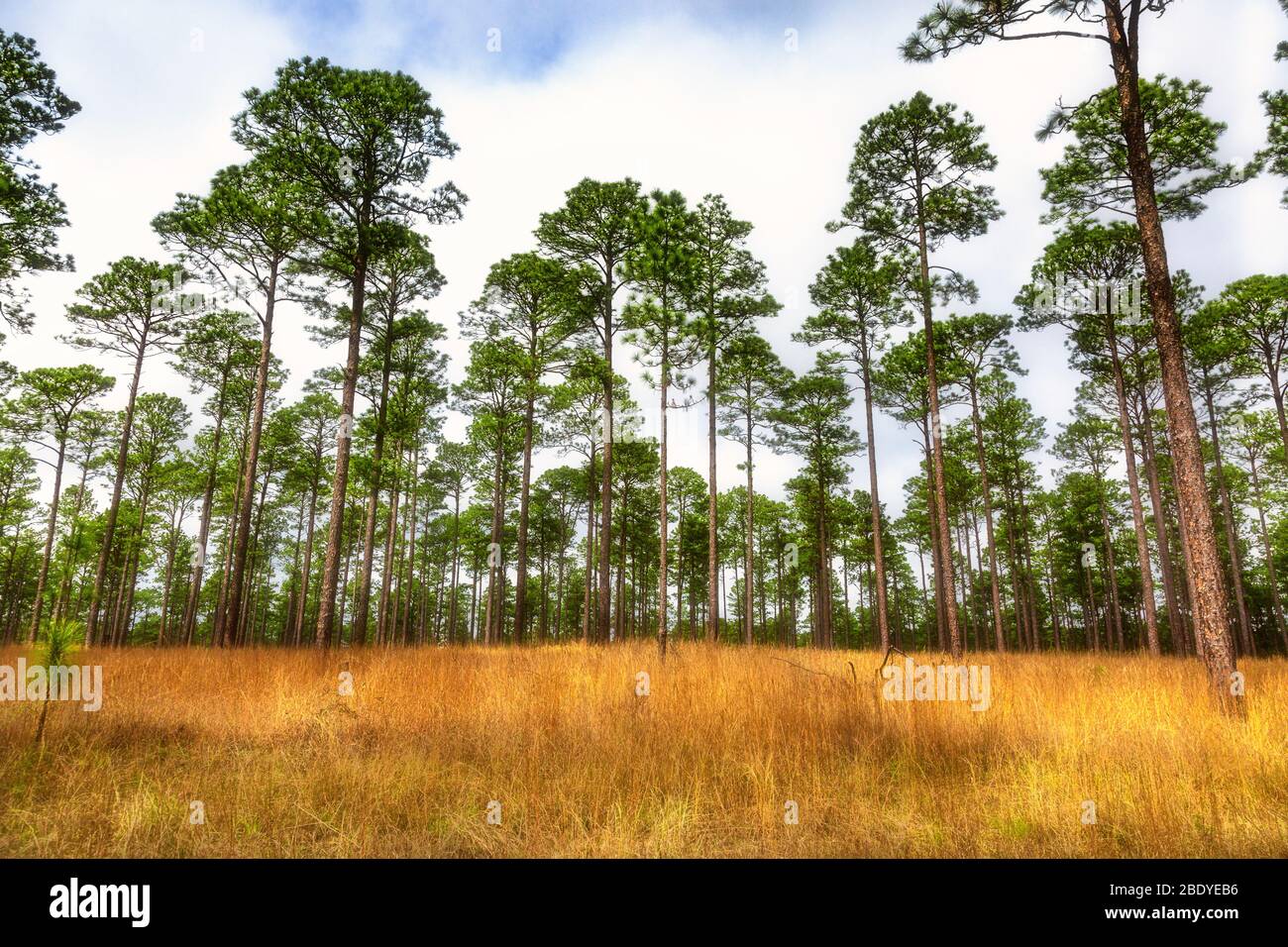 Serene field tall grass hi-res stock photography and images - Alamy