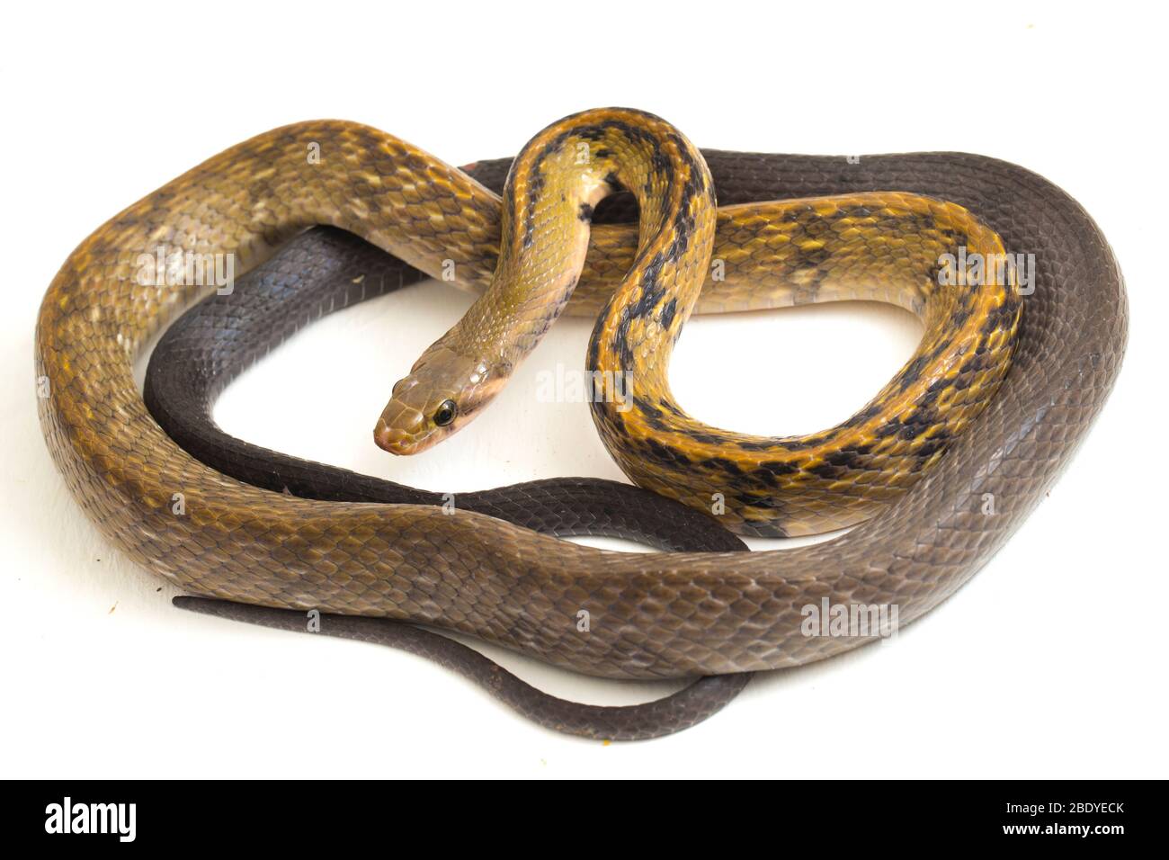 Coelognathus flavolineatus, the black copper rat snake or yellow striped snake, isolated on ...