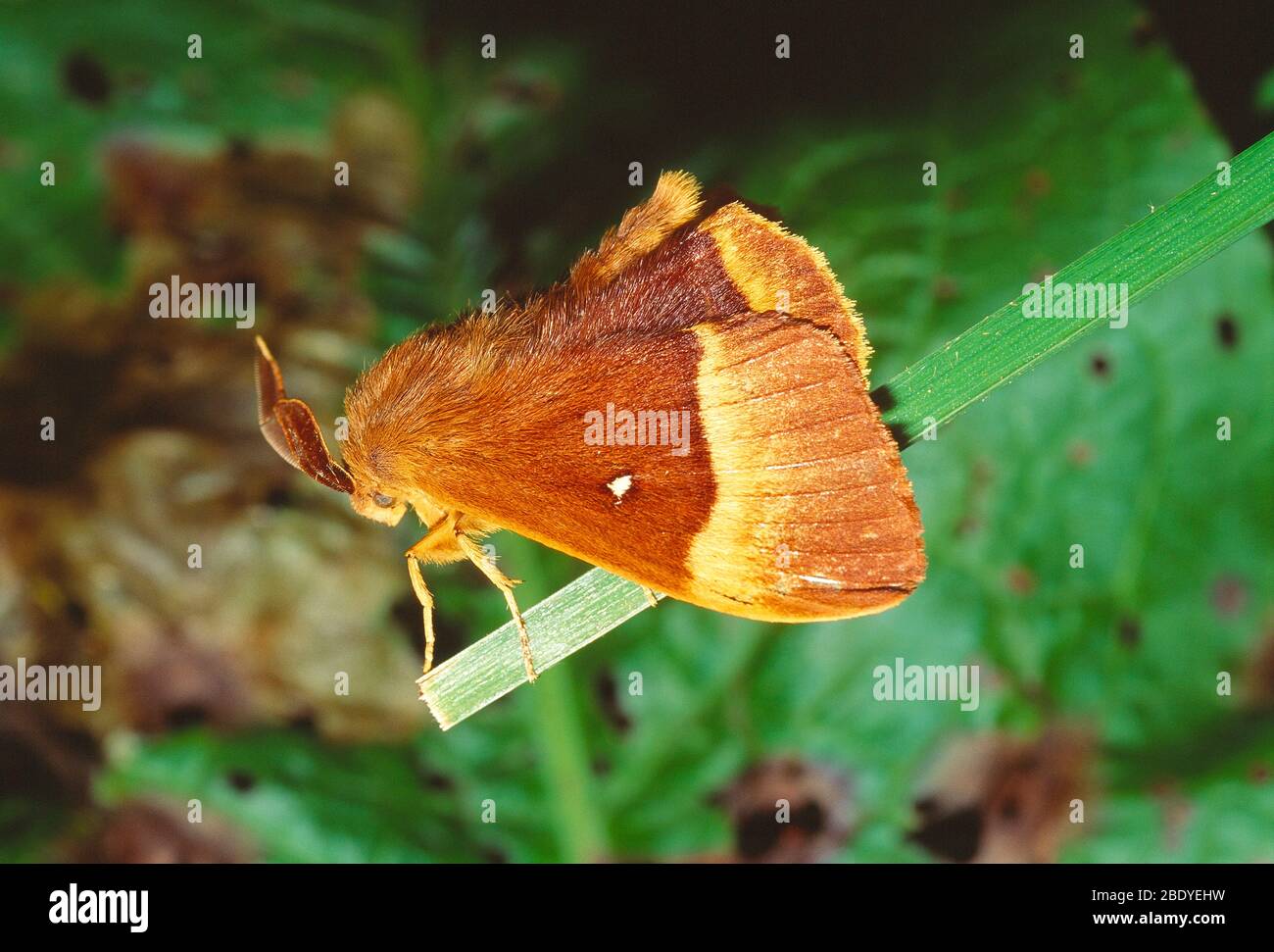 Guernsey. Wildlife. Insects. Oak Eggar moth Stock Photo - Alamy