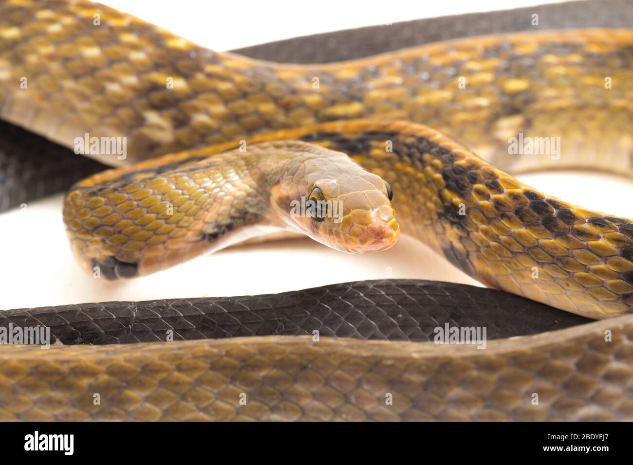 Coelognathus flavolineatus, the black copper rat snake or yellow striped snake, isolated on ...