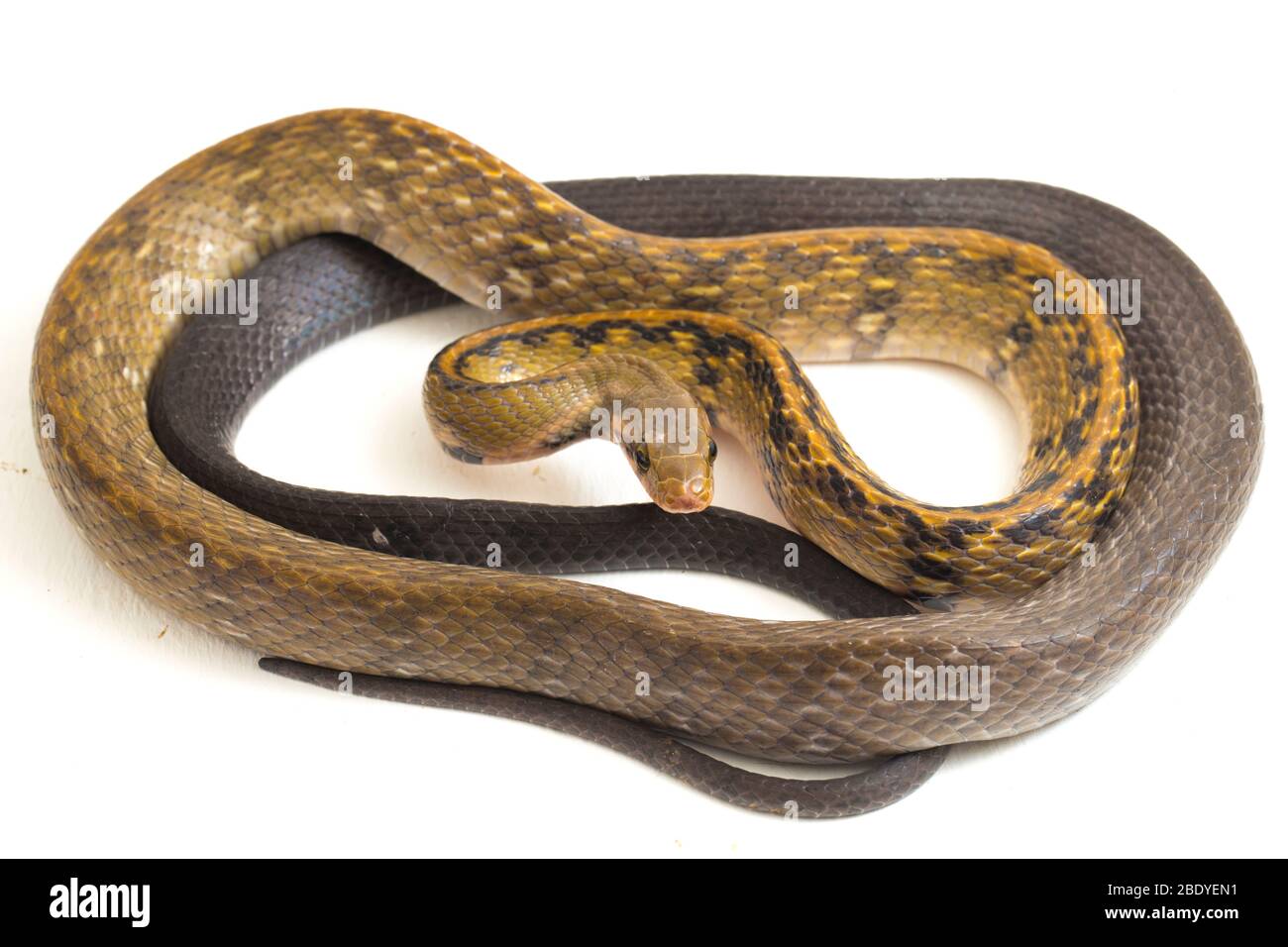 Coelognathus flavolineatus, the black copper rat snake or yellow striped snake, isolated on ...