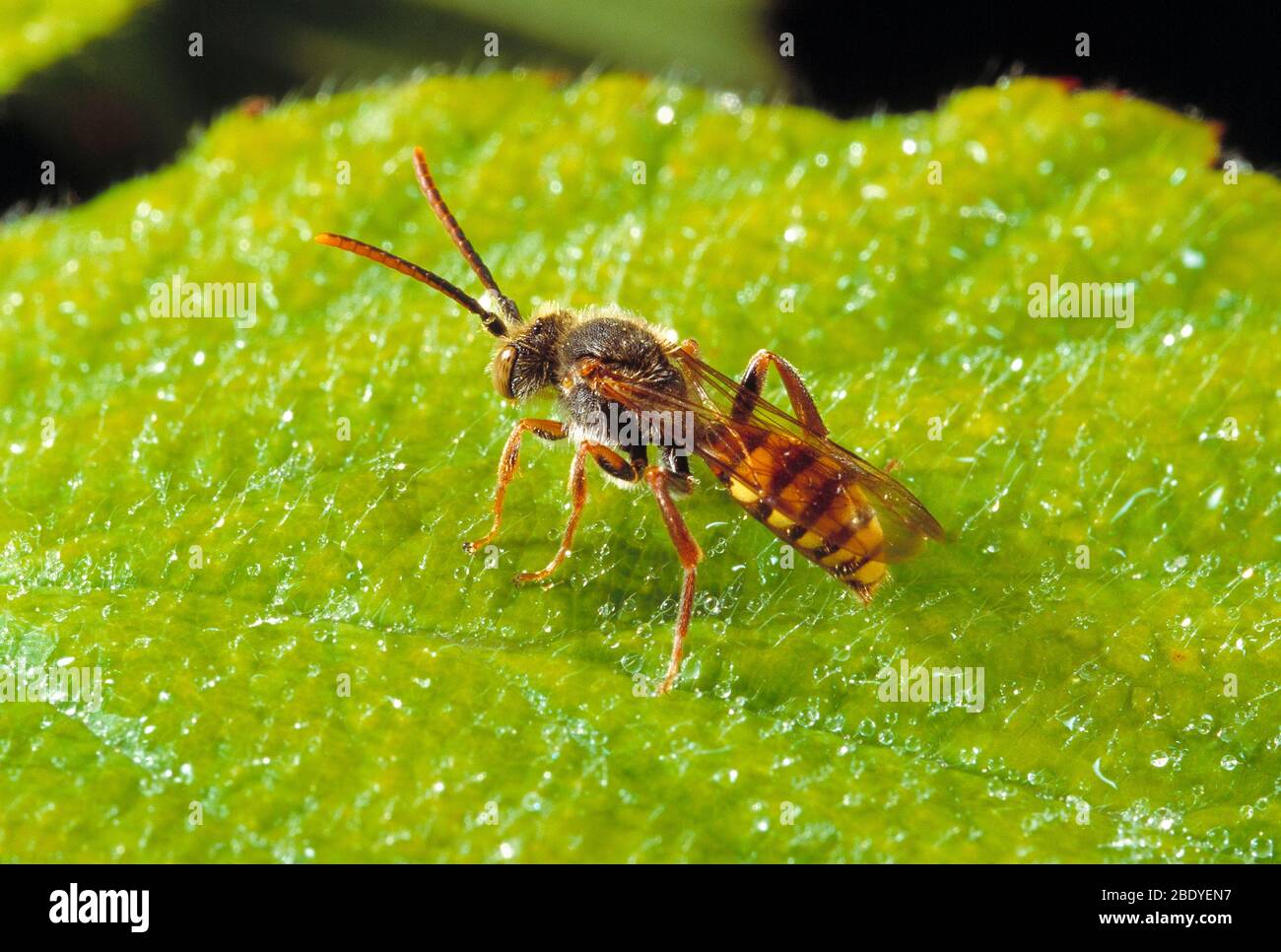 Leaf Mimicking Insects High Resolution Stock Photography and Images - Alamy