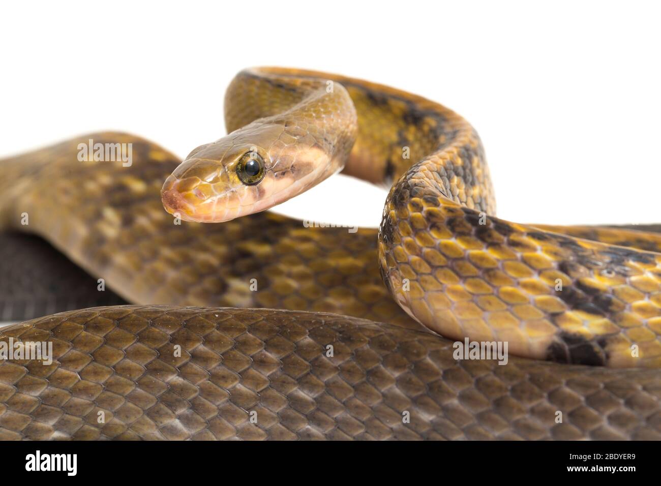 Coelognathus flavolineatus, the black copper rat snake or yellow striped snake, isolated on ...