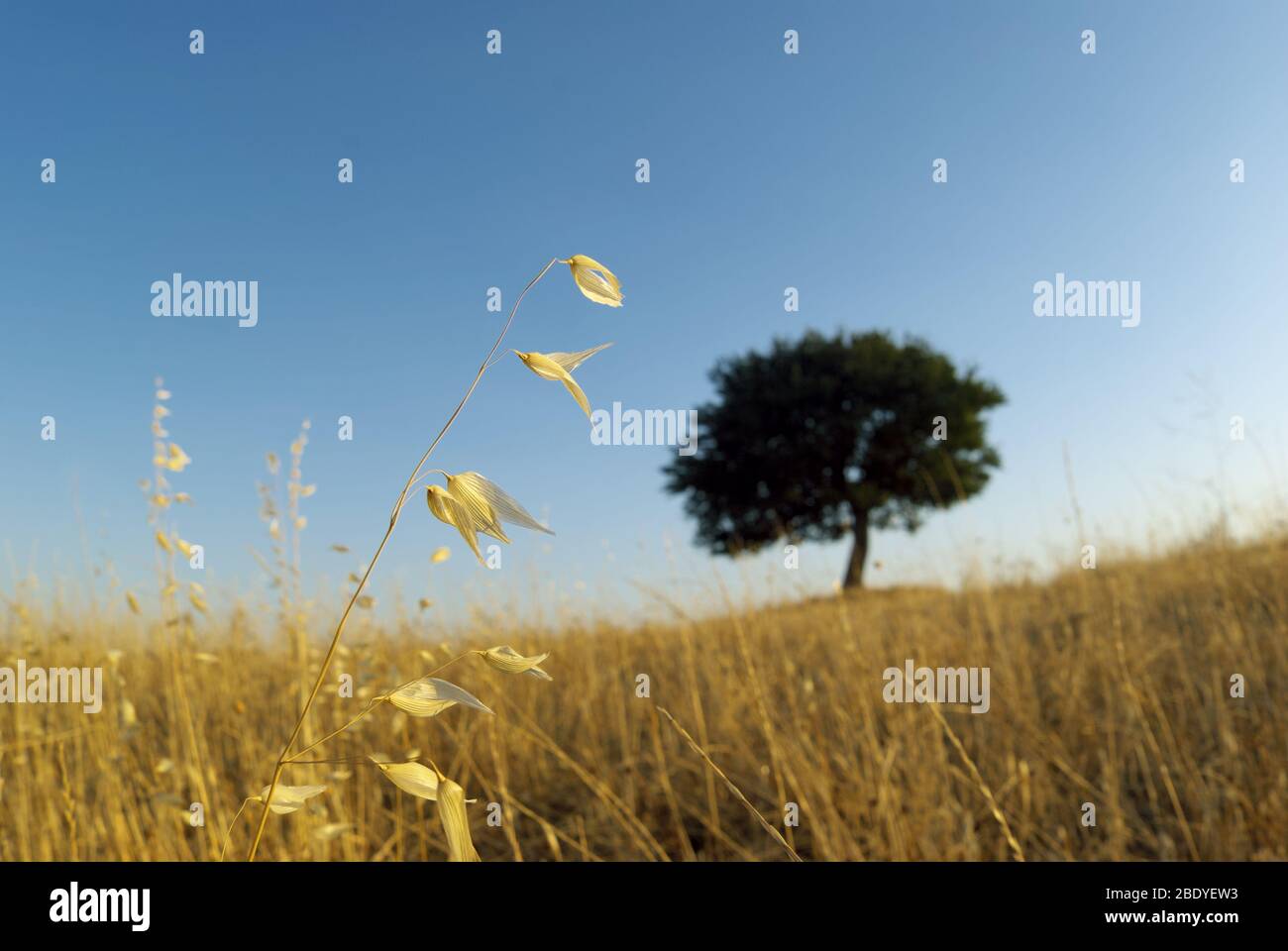 closeup oat stem and blurred shape of lone tree on horizon in Sicily at ...