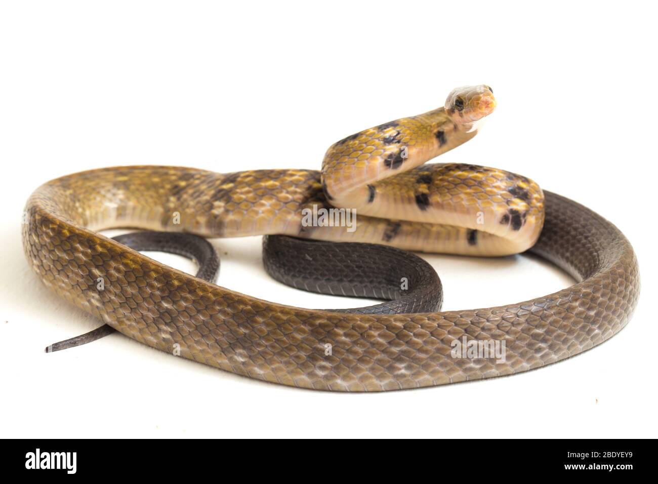 Coelognathus flavolineatus, the black copper rat snake or yellow ...