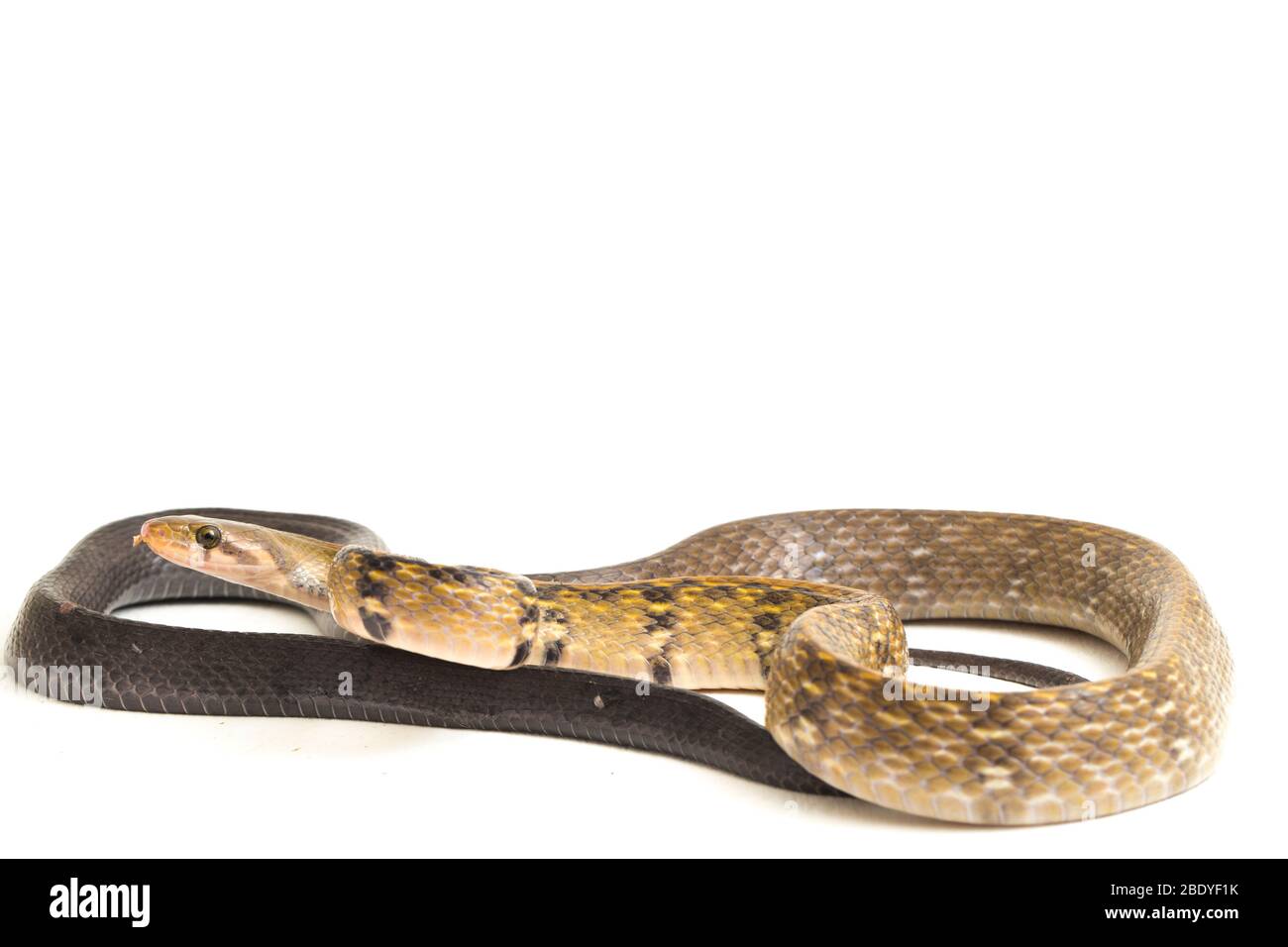 Coelognathus flavolineatus, the black copper rat snake or yellow striped snake, isolated on ...