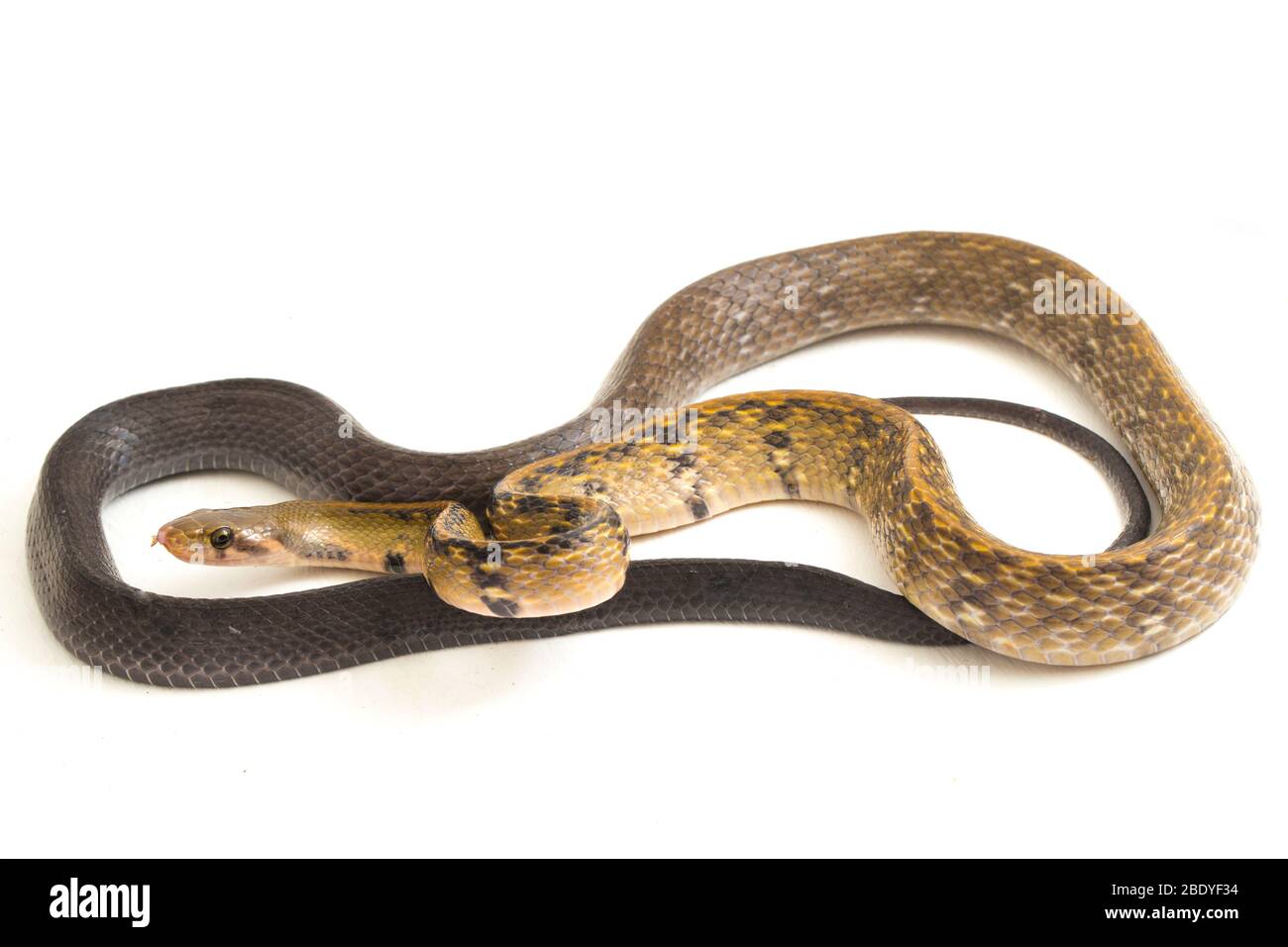 Coelognathus flavolineatus, the black copper rat snake or yellow striped snake, isolated on ...