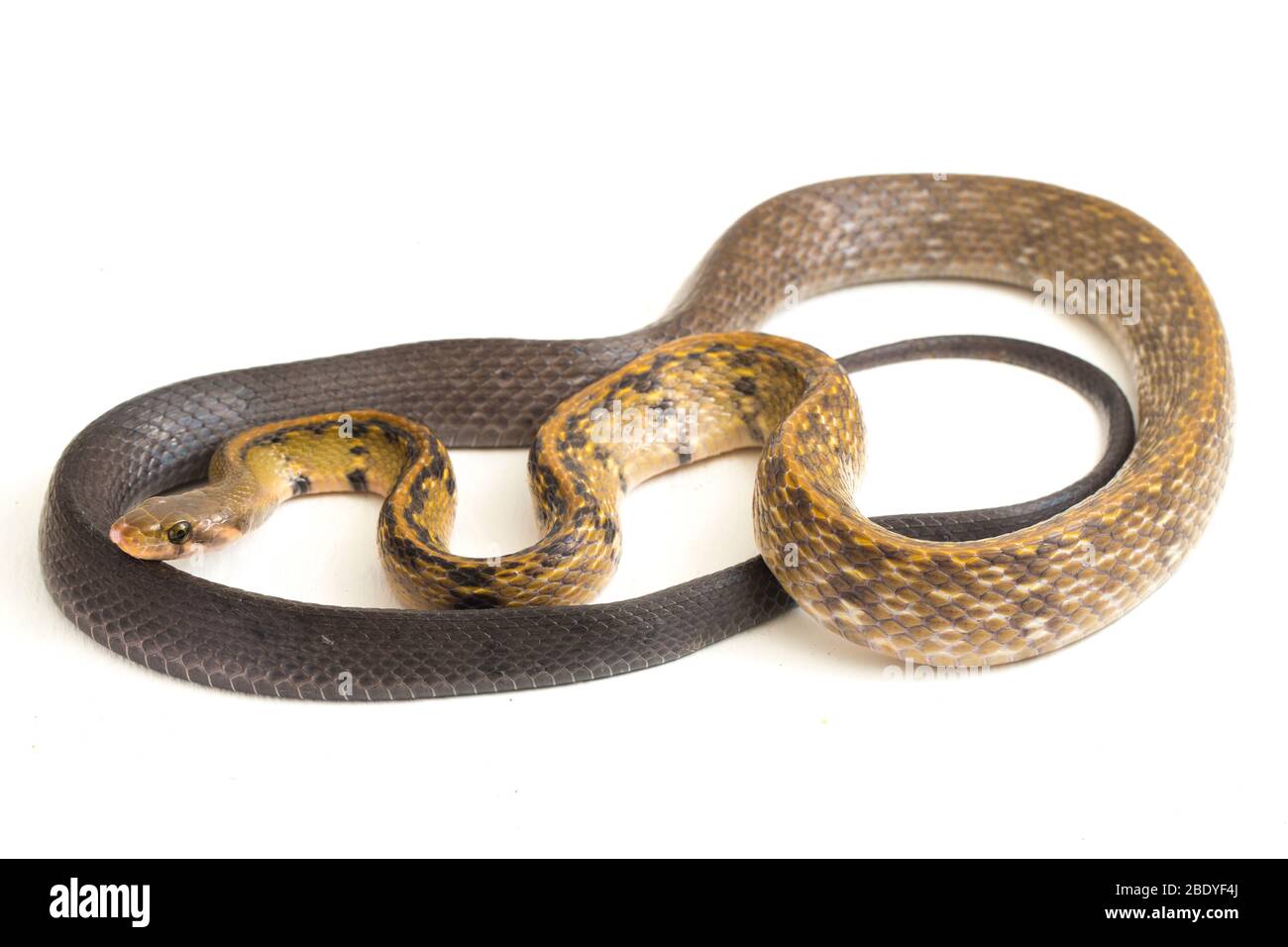 Coelognathus flavolineatus, the black copper rat snake or yellow striped snake, isolated on ...