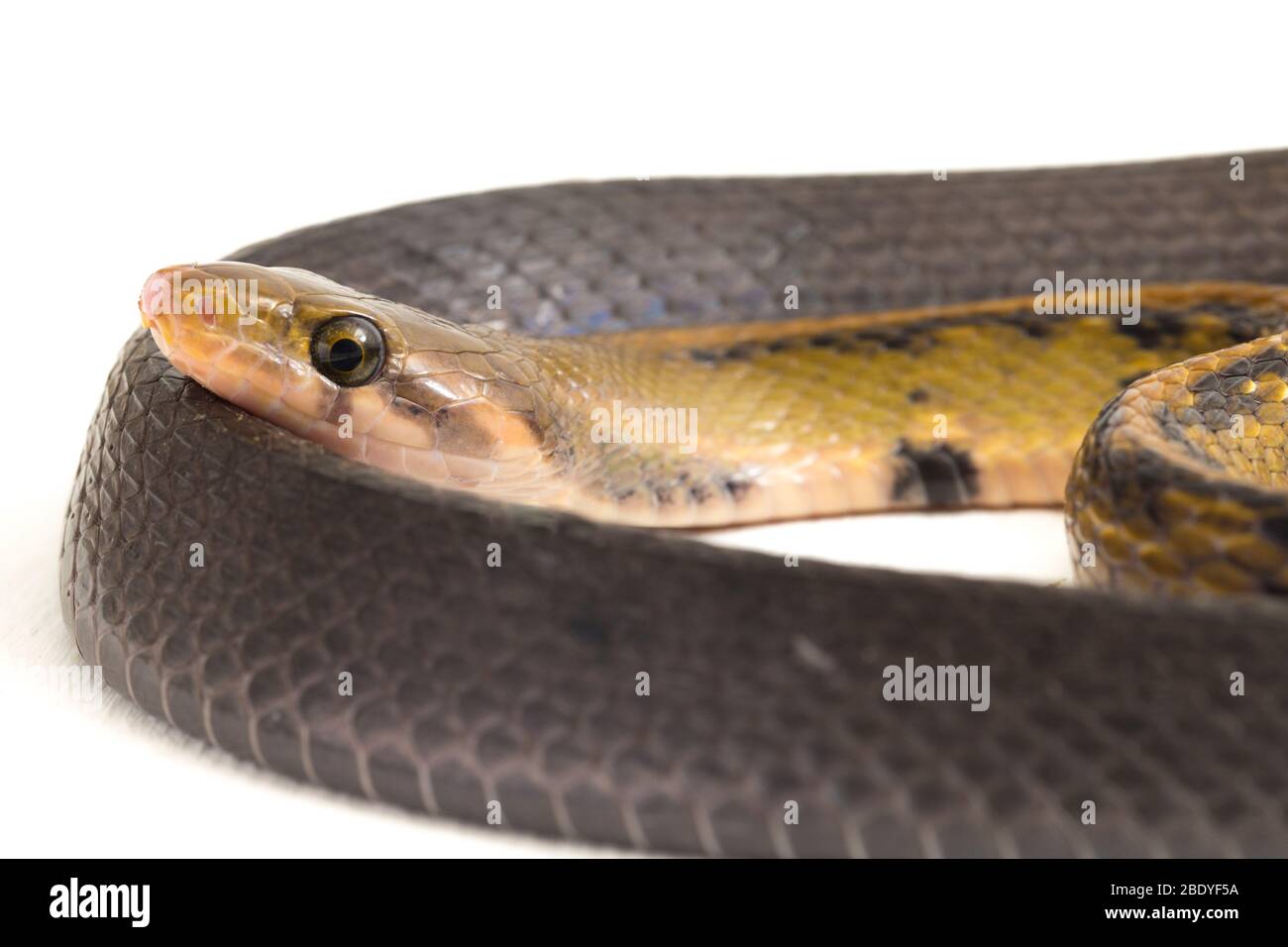 Coelognathus flavolineatus, the black copper rat snake or yellow striped snake, isolated on ...