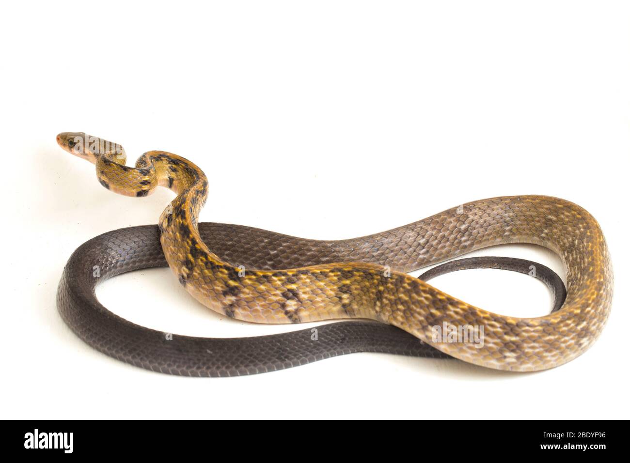 Coelognathus flavolineatus, the black copper rat snake or yellow striped snake, isolated on ...