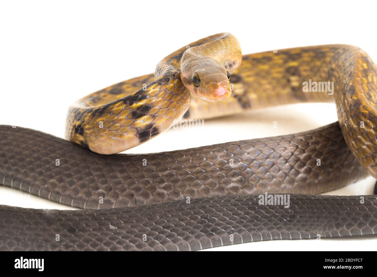 Coelognathus flavolineatus, the black copper rat snake or yellow striped snake, isolated on ...