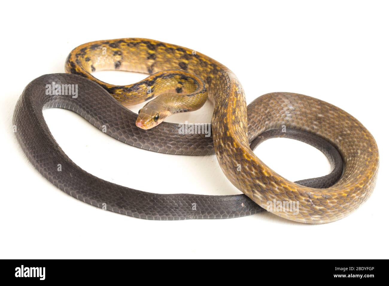 Coelognathus flavolineatus, the black copper rat snake or yellow striped snake, isolated on ...