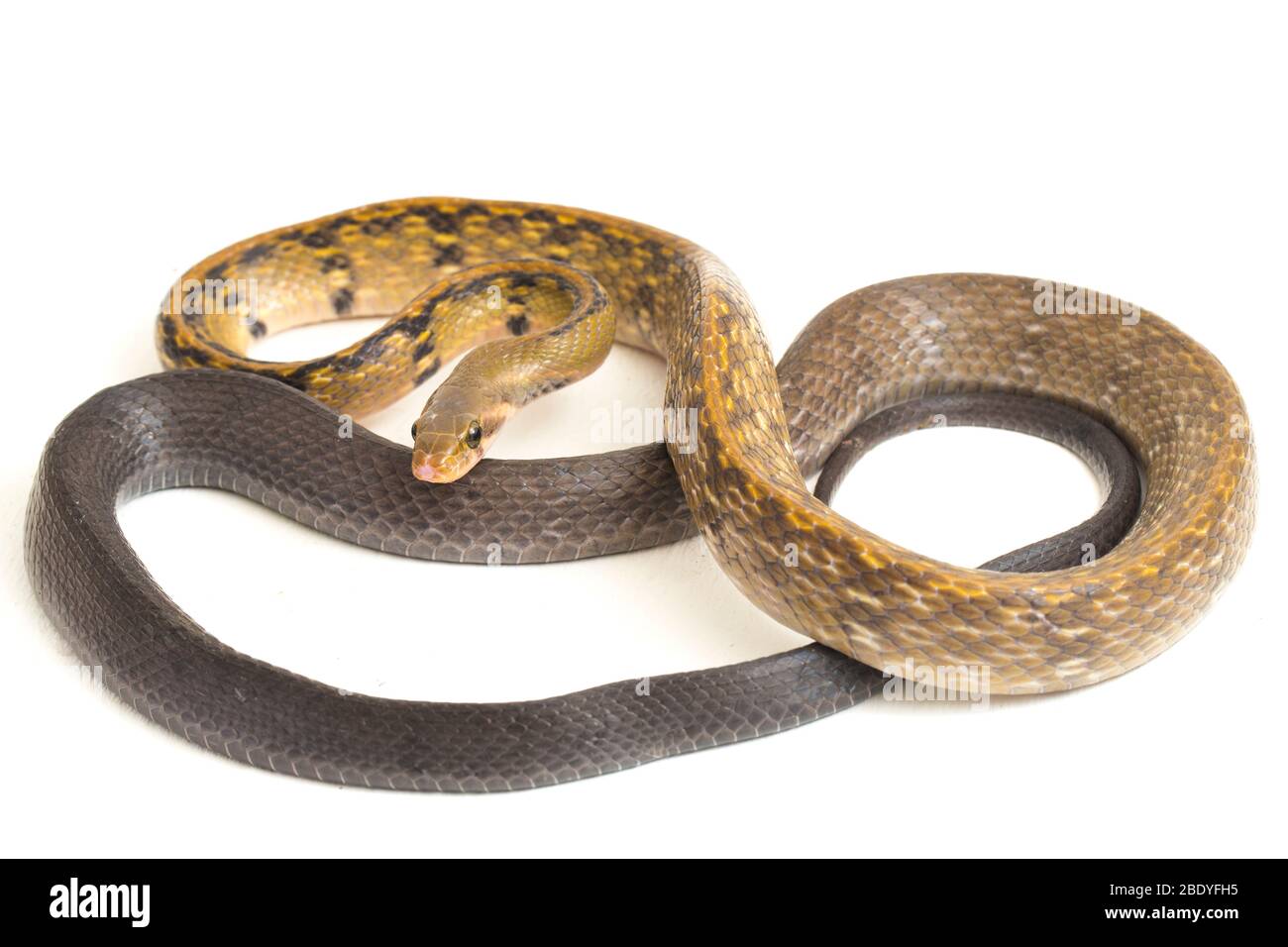 Coelognathus flavolineatus, the black copper rat snake or yellow striped snake, isolated on ...