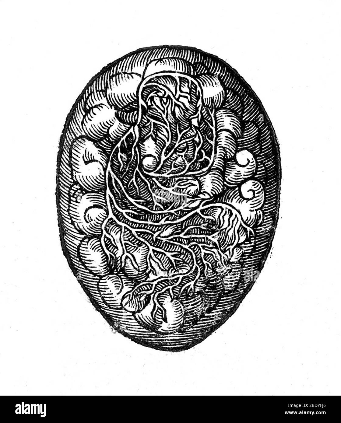 Embryo, Illustration, 1637 Stock Photo - Alamy