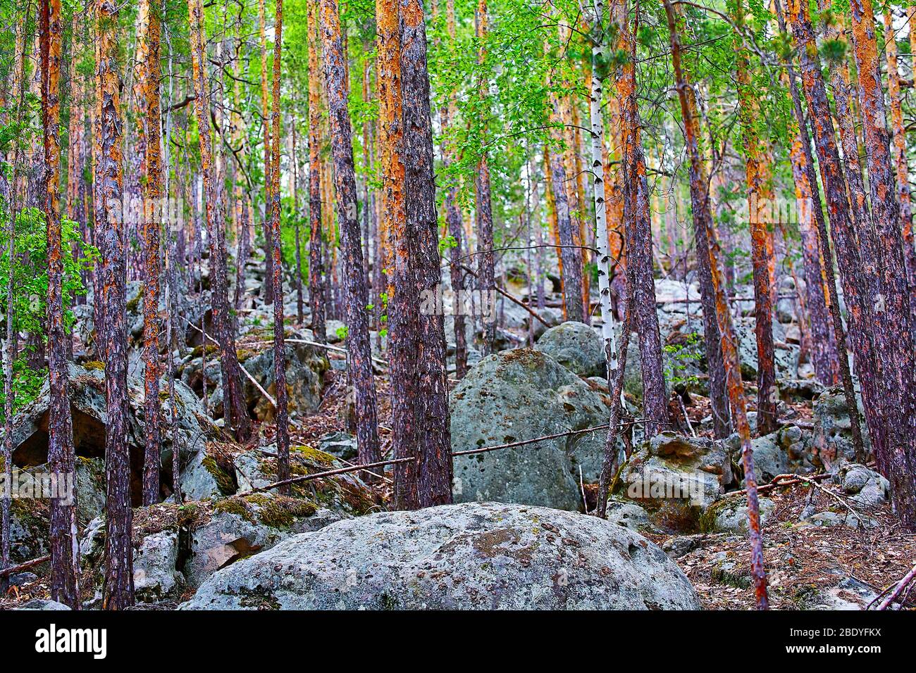 Killarney national park moss hi-res stock photography and images - Alamy