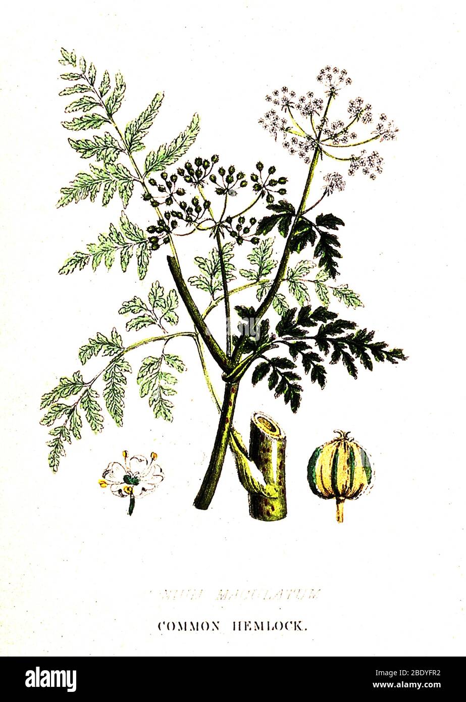 Hemlock, Conium maculatum Stock Photo - Alamy