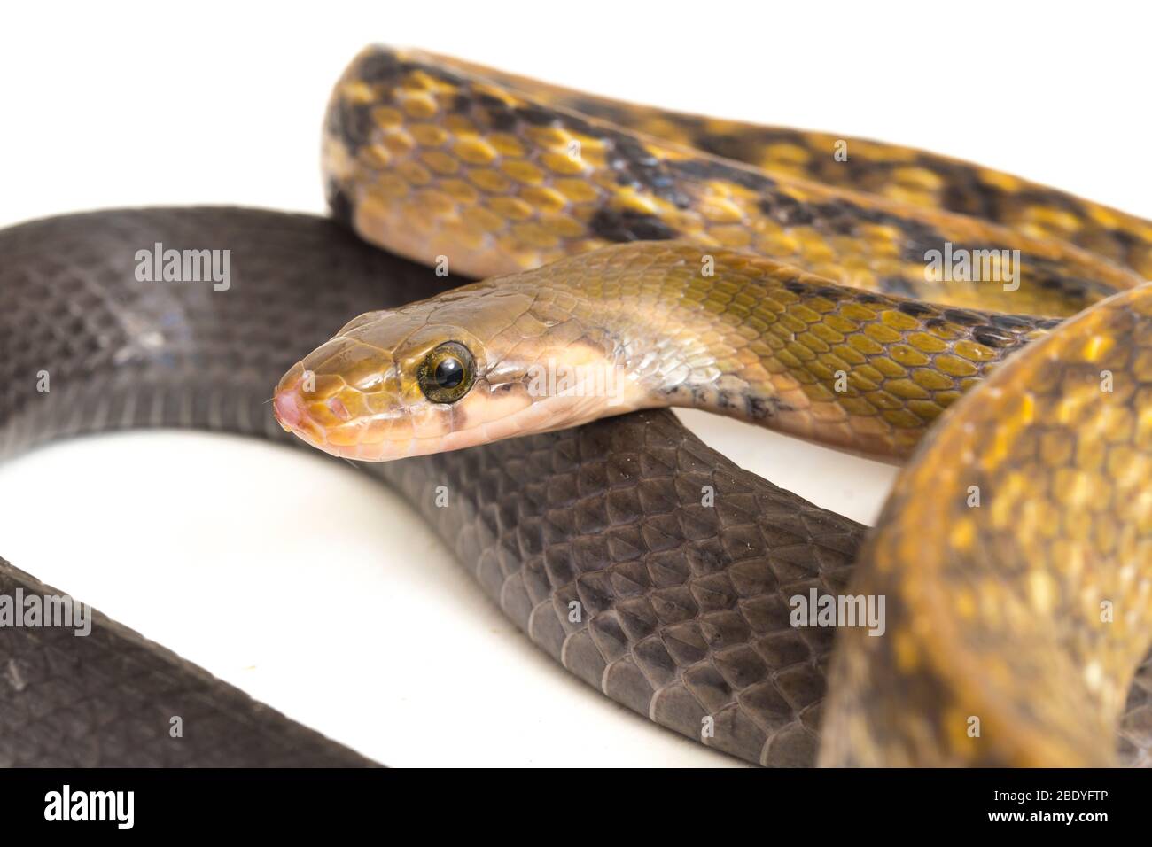 Coelognathus flavolineatus, the black copper rat snake or yellow striped snake, isolated on ...