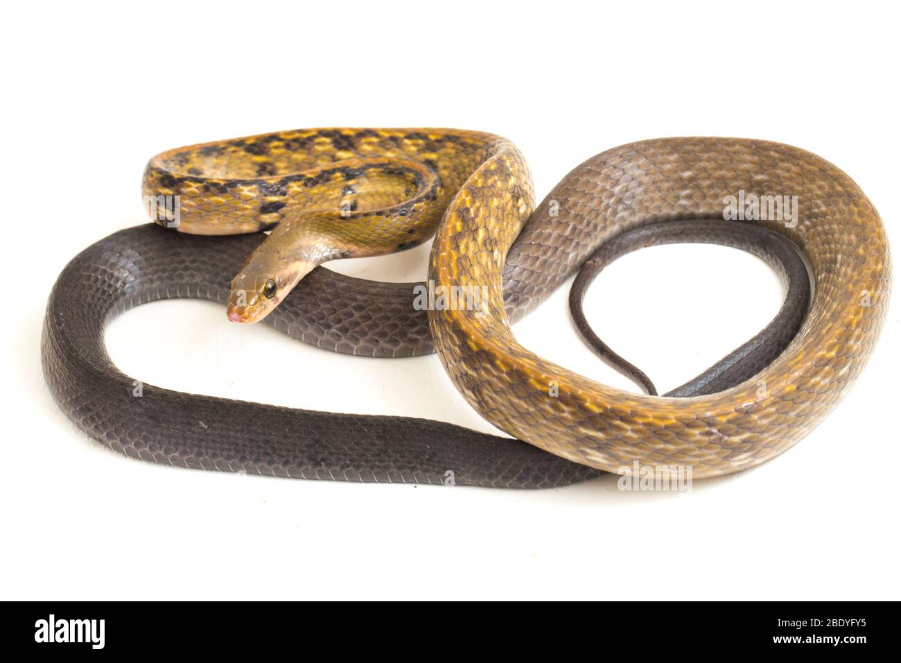 Coelognathus flavolineatus, the black copper rat snake or yellow striped snake, isolated on ...