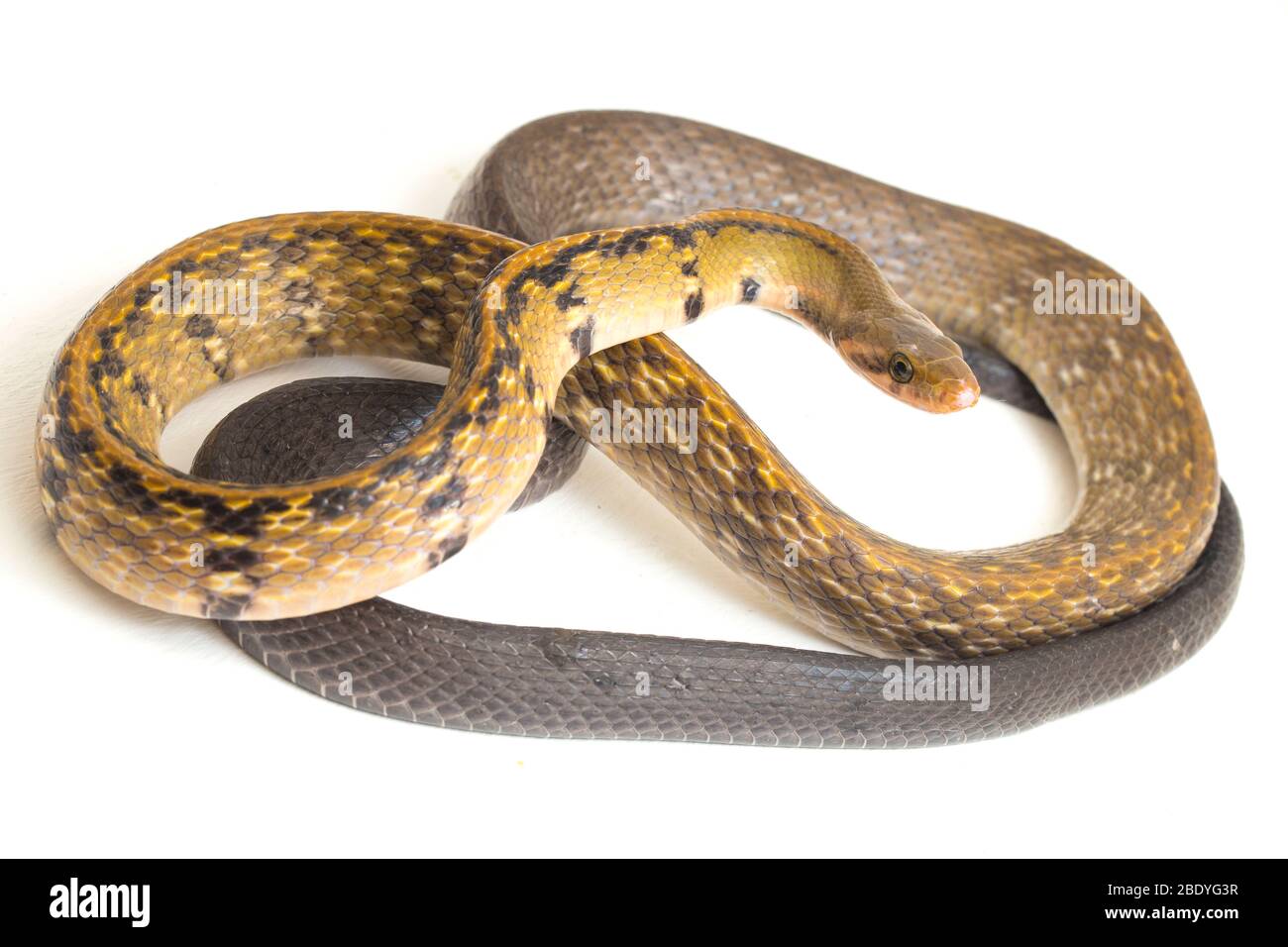 Coelognathus flavolineatus, the black copper rat snake or yellow ...