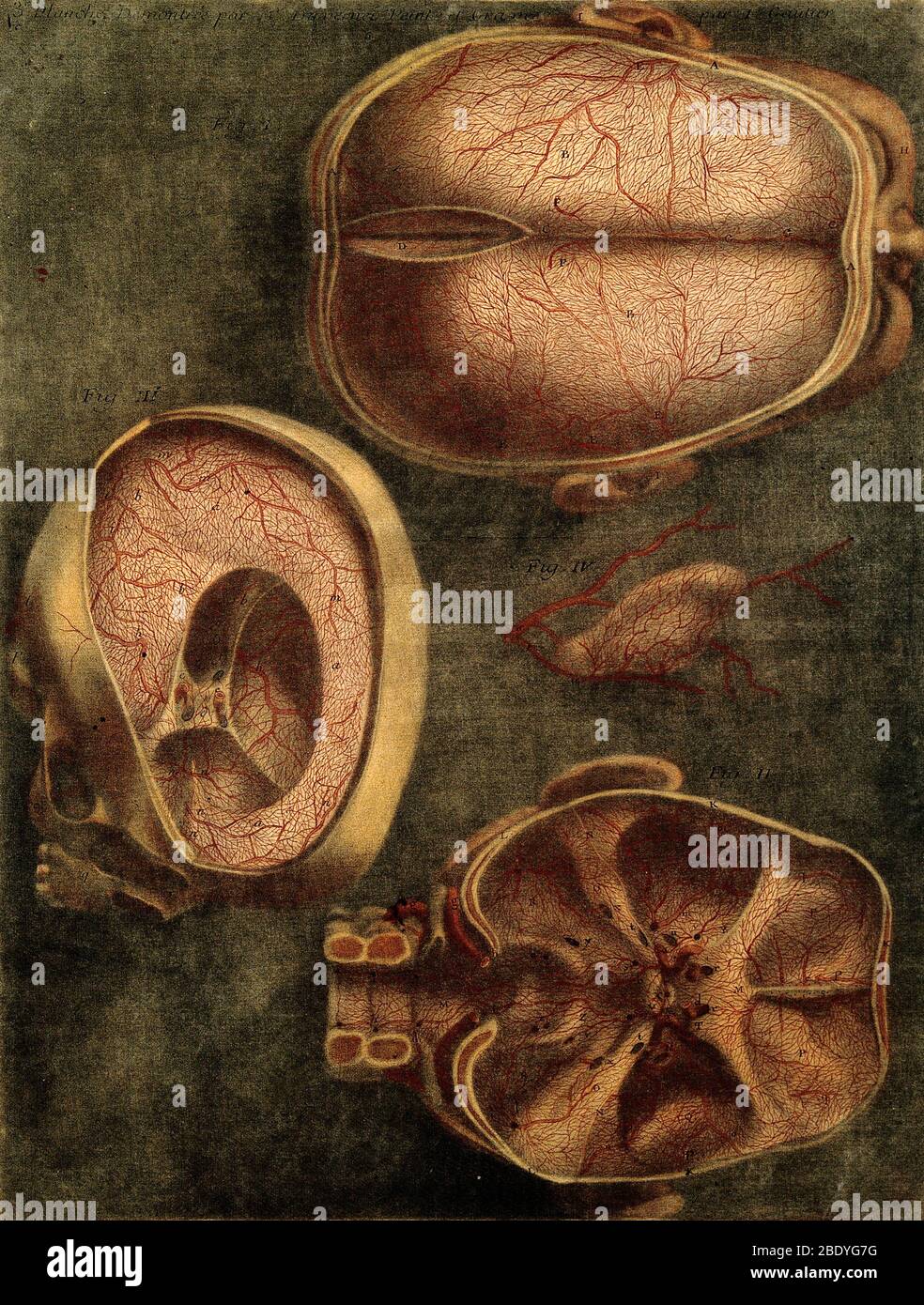 Anatomical Dissection, 18th Century Illustration Stock Photo - Alamy