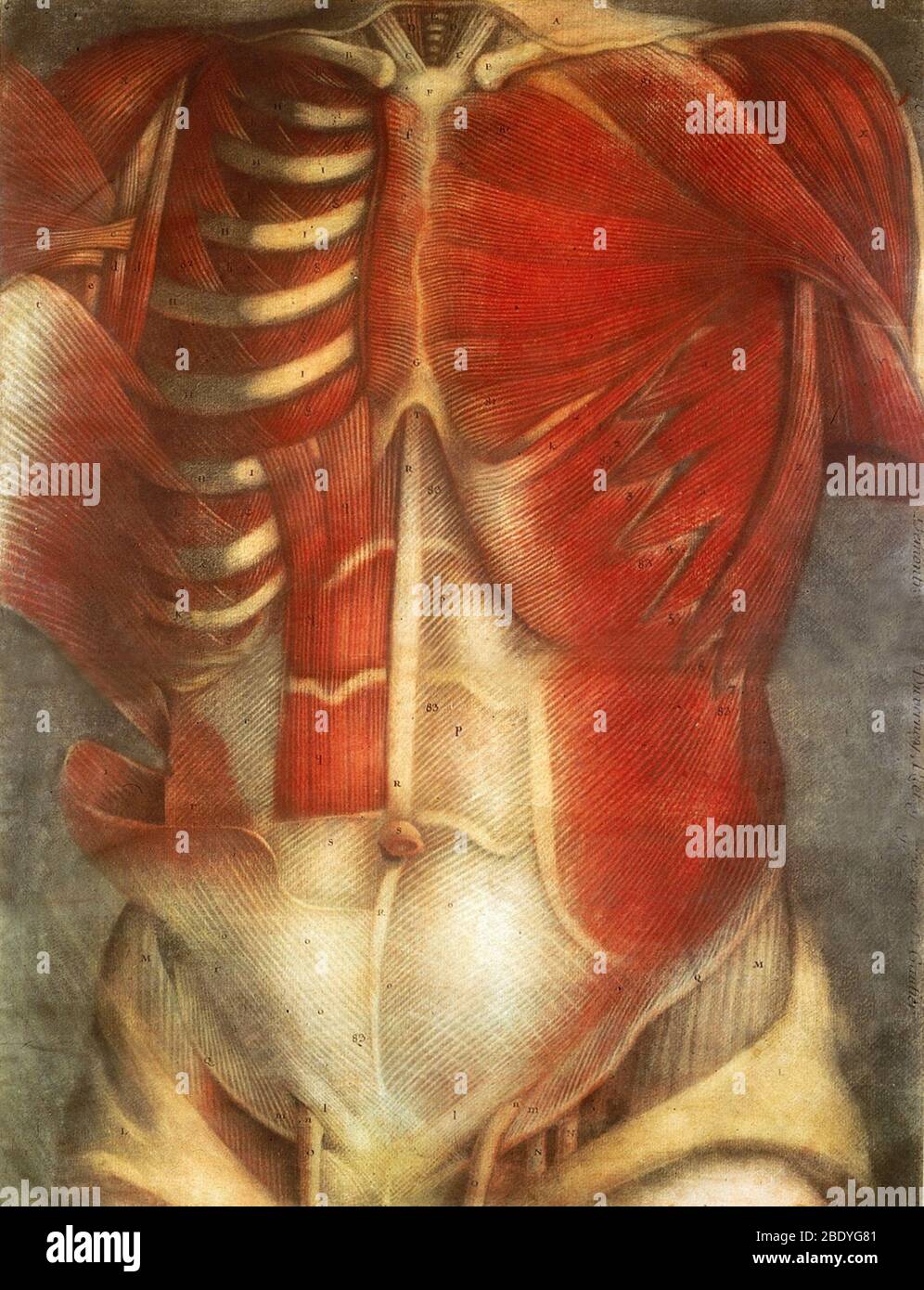 Anatomical Dissection, 18th Century Illustration Stock Photo - Alamy