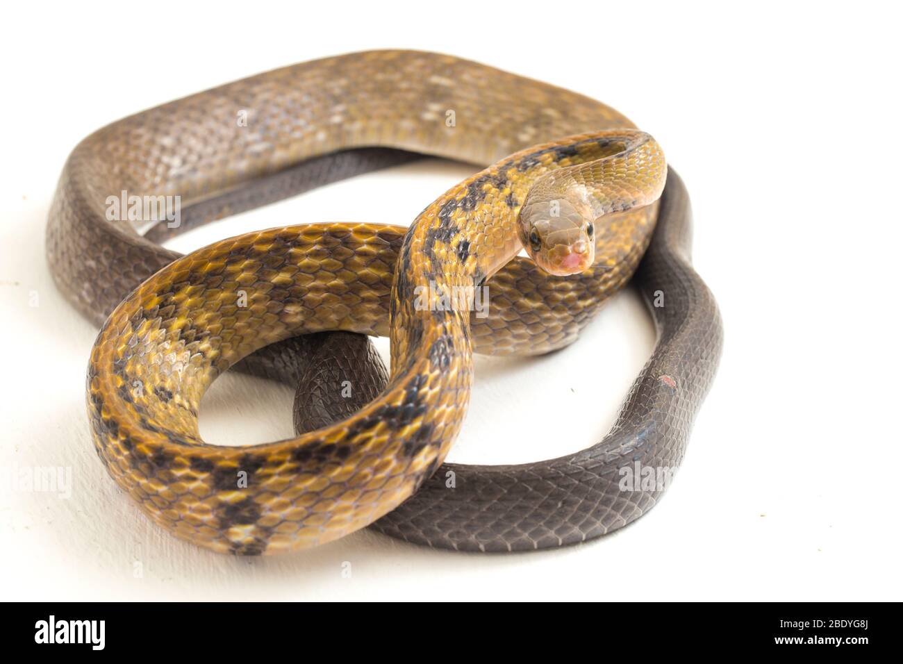 Coelognathus flavolineatus, the black copper rat snake or yellow striped snake, isolated on ...