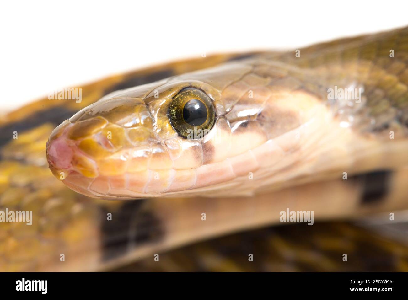 Coelognathus flavolineatus, the black copper rat snake or yellow striped snake, isolated on ...