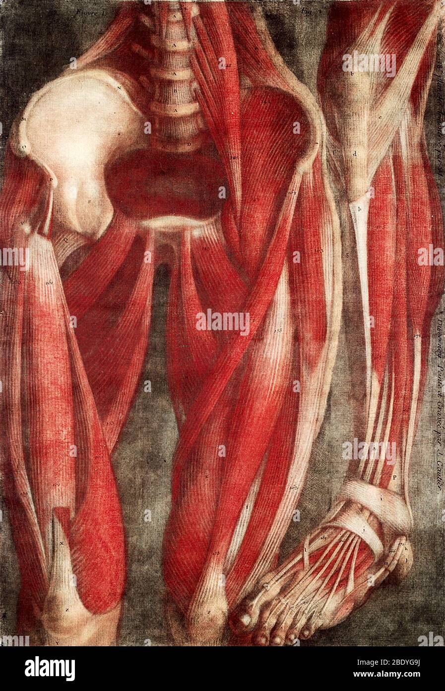 Anatomical Dissection, 18th Century Illustration Stock Photo - Alamy