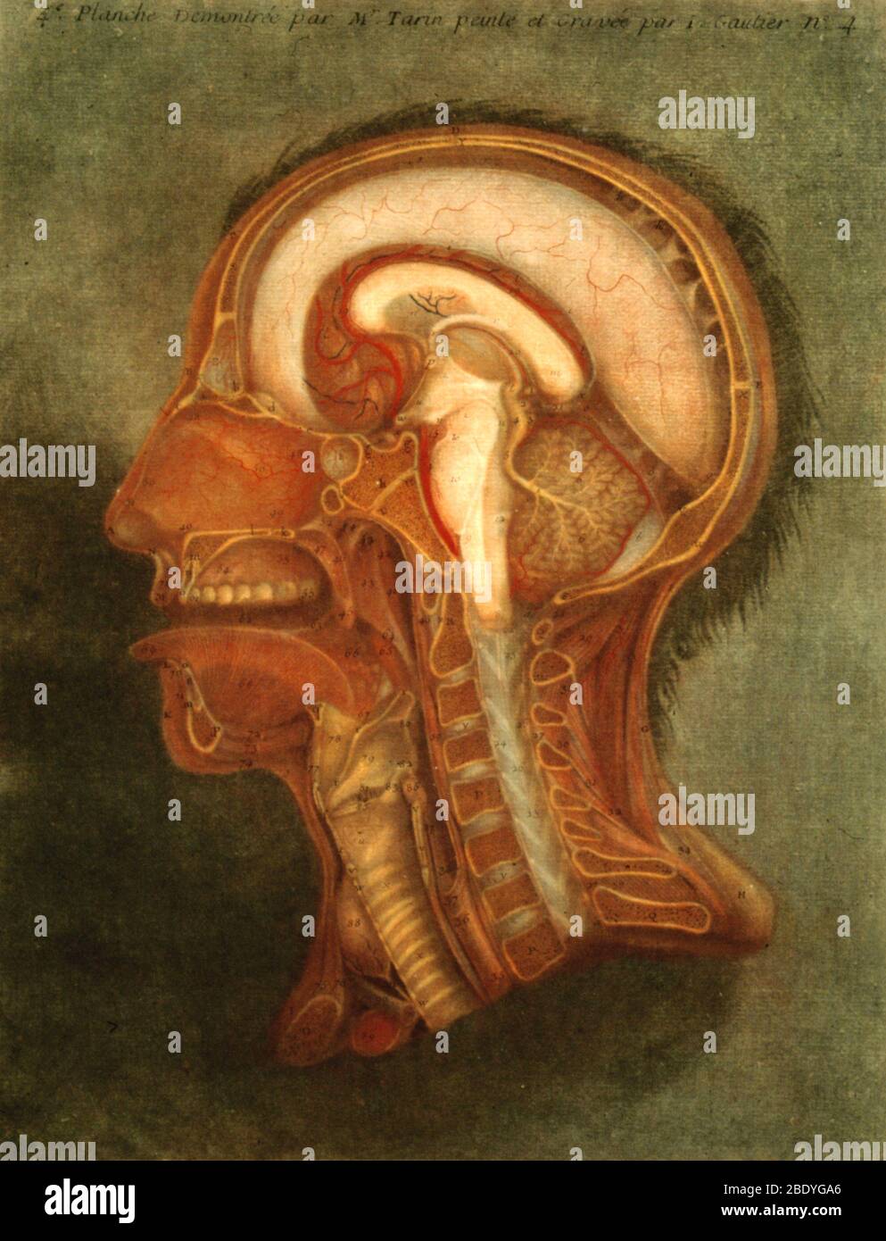Anatomical Dissection, 18th Century Illustration Stock Photo - Alamy