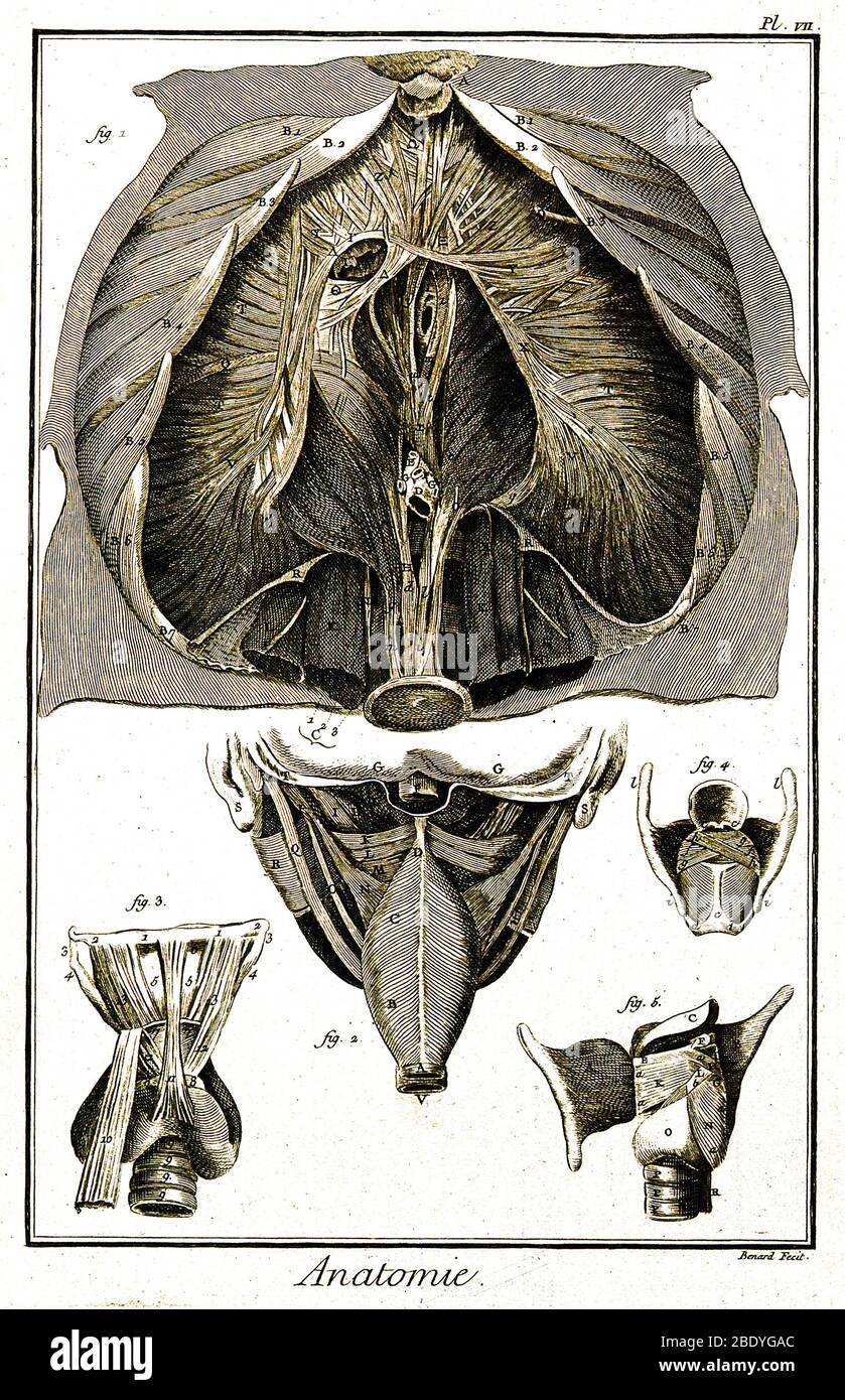 Pharynx anatomy hi-res stock photography and images - Alamy