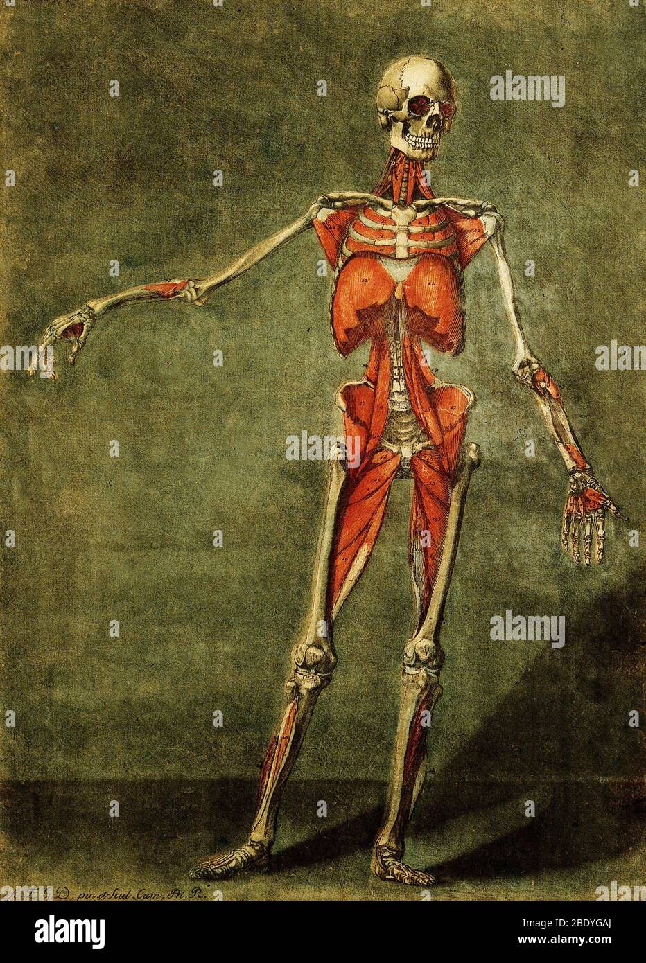 Anatomical Dissection, 18th Century Illustration Stock Photo - Alamy