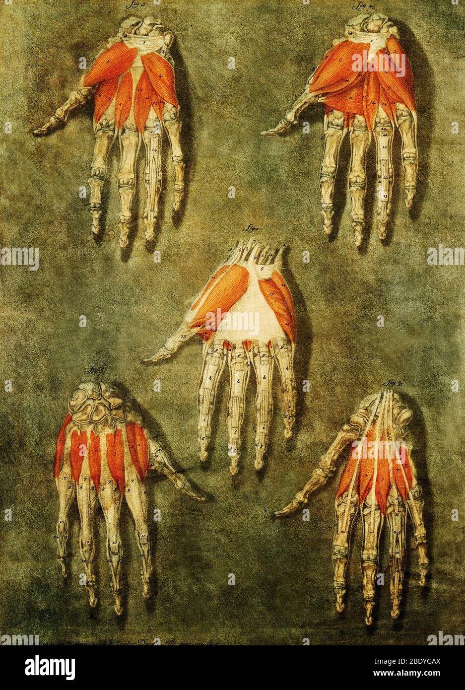 Anatomical Dissection, 18th Century Illustration Stock Photo - Alamy