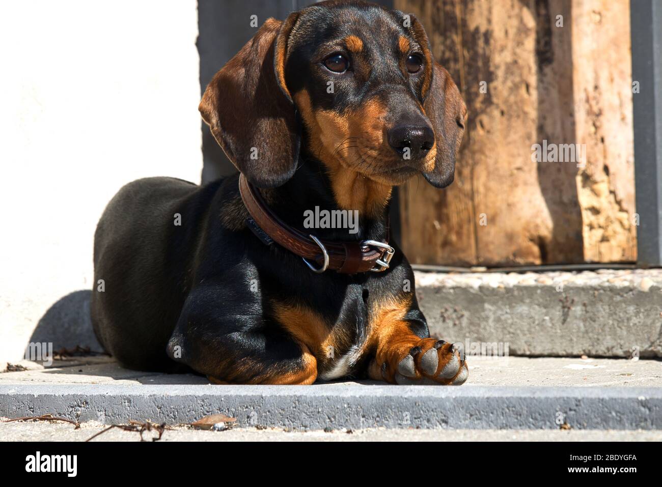 Cute and handsome dog Stock Photo - Alamy