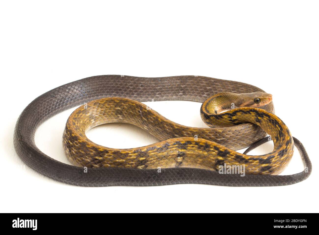 Coelognathus flavolineatus, the black copper rat snake or yellow striped snake, isolated on ...