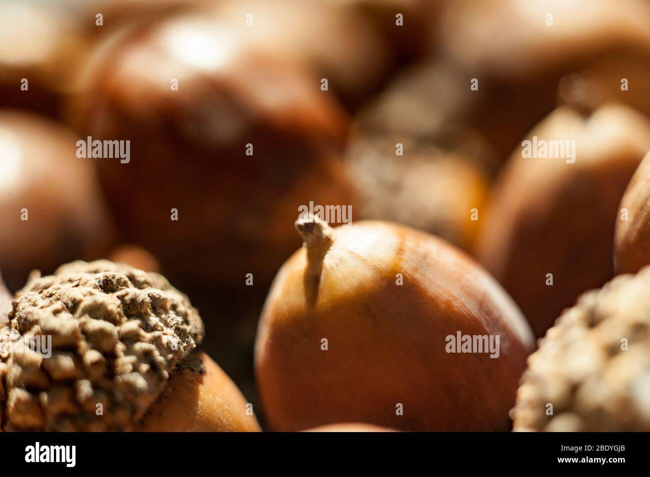 Oak acorn icon hi-res stock photography and images - Alamy
