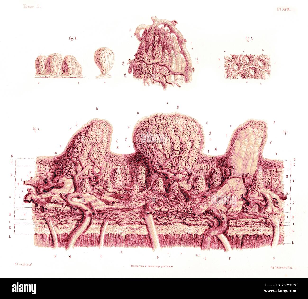 Human skin cell microscopic hi-res stock photography and images - Alamy