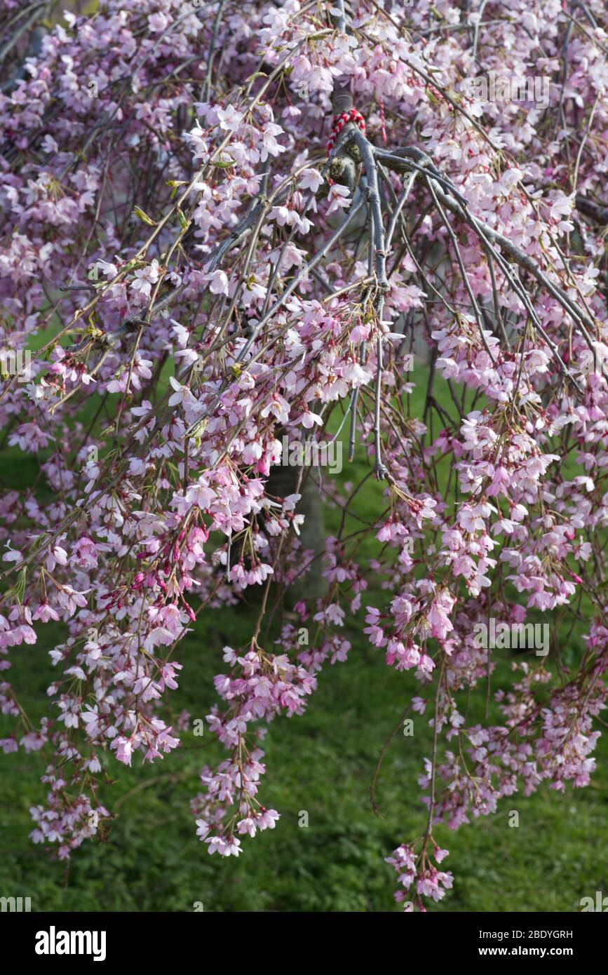 flowering cherry blossom tree branches Stock Photo - Alamy