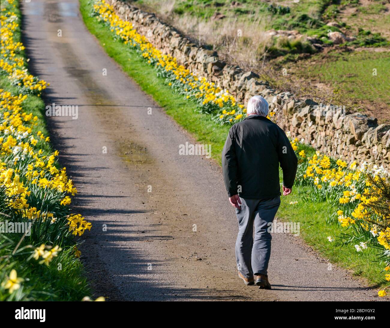 Senior man walking on country lane lined with yellow daffodils, East ...